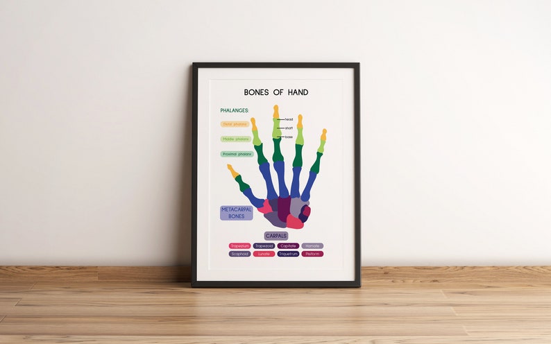 HAND BONES POSTER Bones of Hand Human Anatomy Learning - Etsy