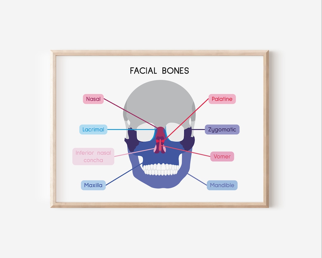 FACIAL SKULL POSTER, Facial Bones, Human Anatomy, Anatomy Art, Learning ...