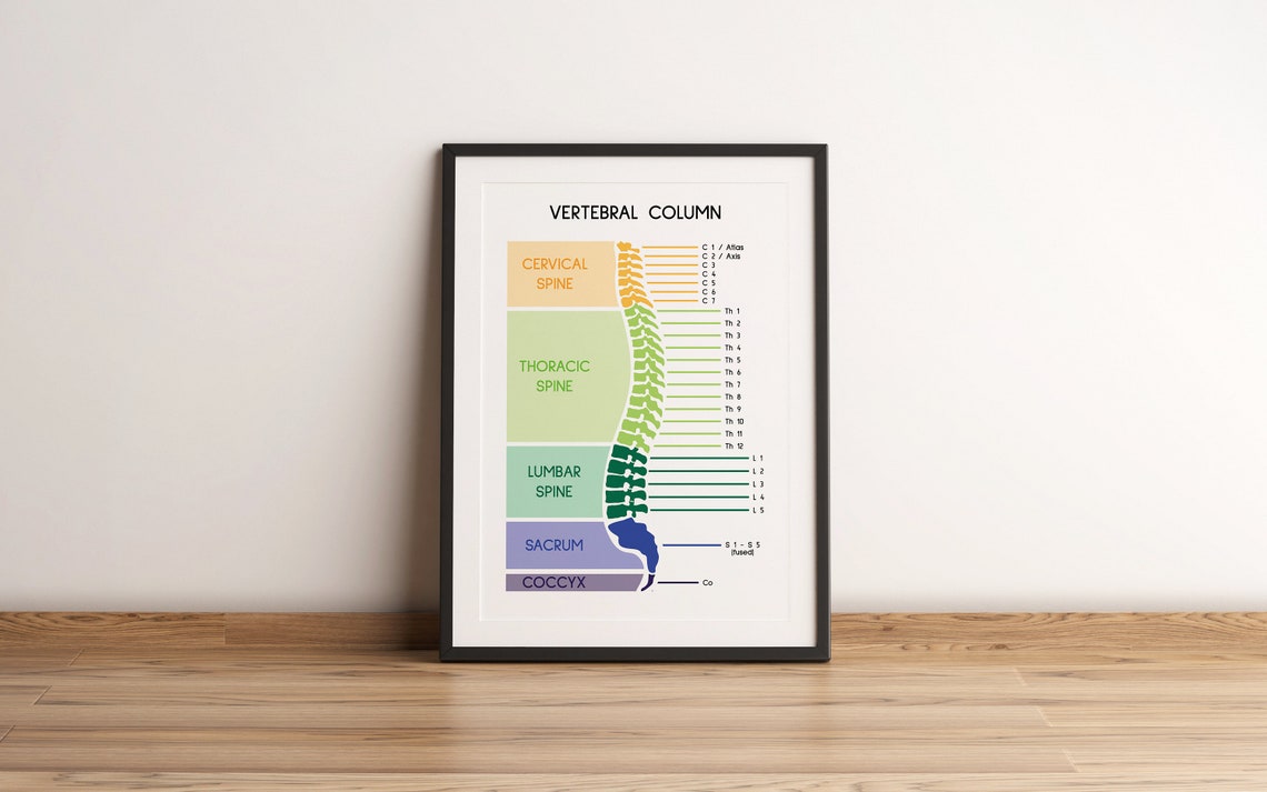 SPINE POSTER Spinal Column Human Spine Anatomy Art - Etsy