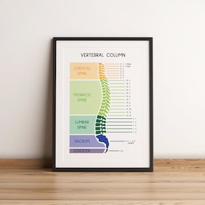 SPINE POSTER, Spinal Column, Human Spine, Anatomy Art, Vertebral Column ...