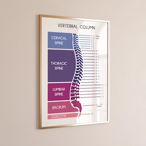 SPINE POSTER, Spinal Column, Human Spine, Anatomy Art, Vertebral Column ...