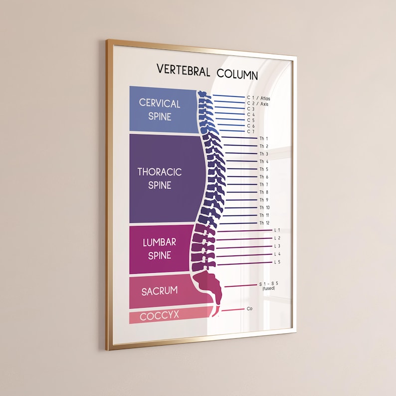 SPINE POSTER, Spinal Column, Human Spine, Anatomy Art, Vertebral Column ...