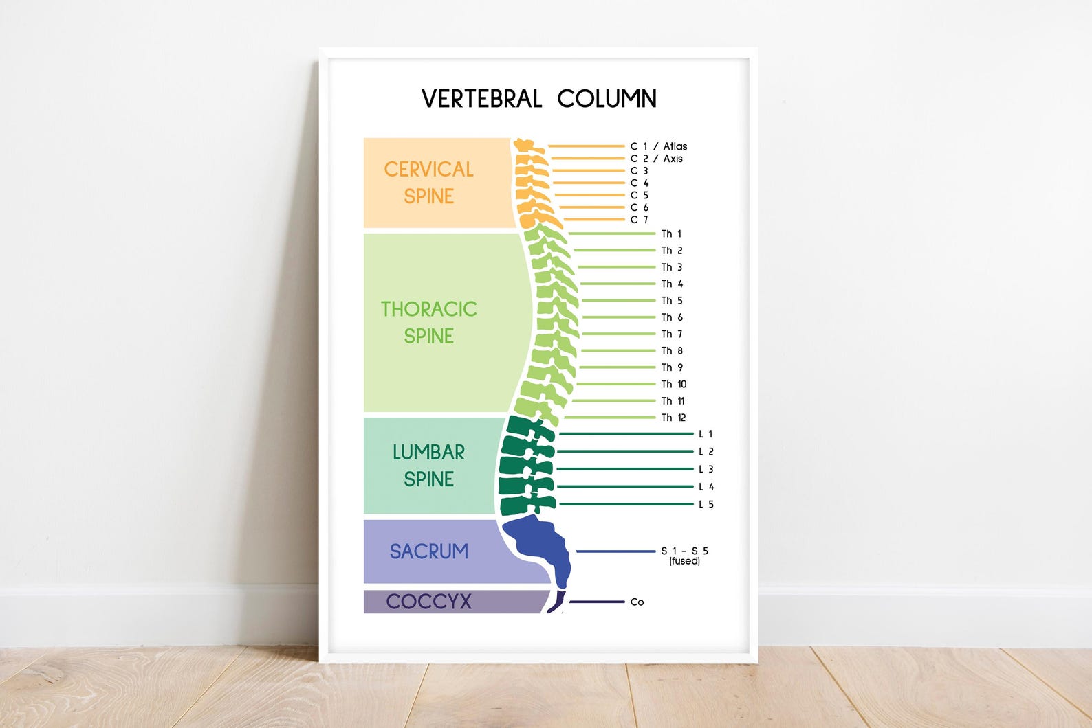 SPINE POSTER, Spinal Column, Human Spine, Anatomy Art, Vertebral Column ...