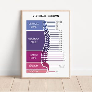 SPINE POSTER, Spinal Column, Human Spine, Anatomy Art, Vertebral Column ...