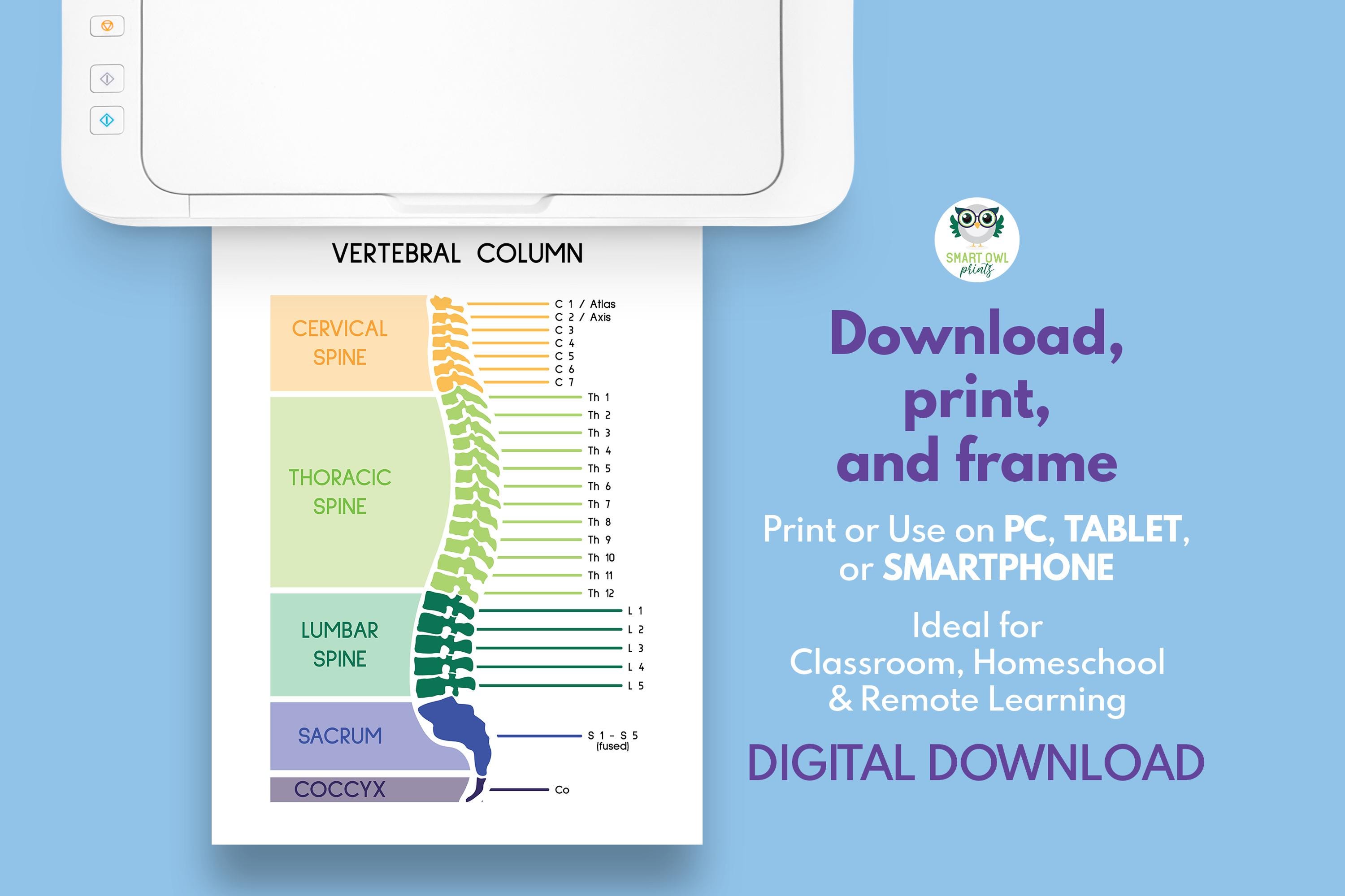SPINE POSTER, Spinal Column, Human Spine, Anatomy Art, Vertebral Column ...