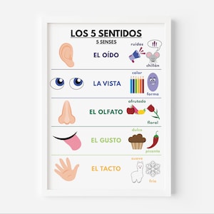 Spanish Language, FIVE SENSES POSTER, Educational Posters, Hearing ...