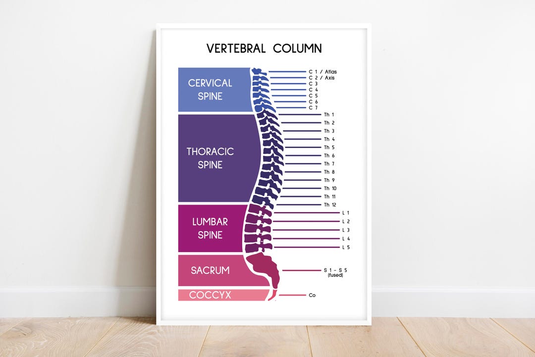SPINE POSTER, Spinal Column, Human Spine, Anatomy Art, Vertebral Column ...