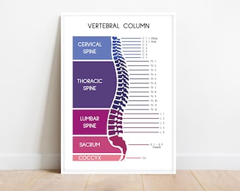 Human Spine Anatomy Art Poster: Vertebral Column Sections (digital ...