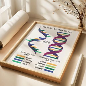 RNA and DNA POSTER, Structure of Dna and Rna, Biology Art Print ...