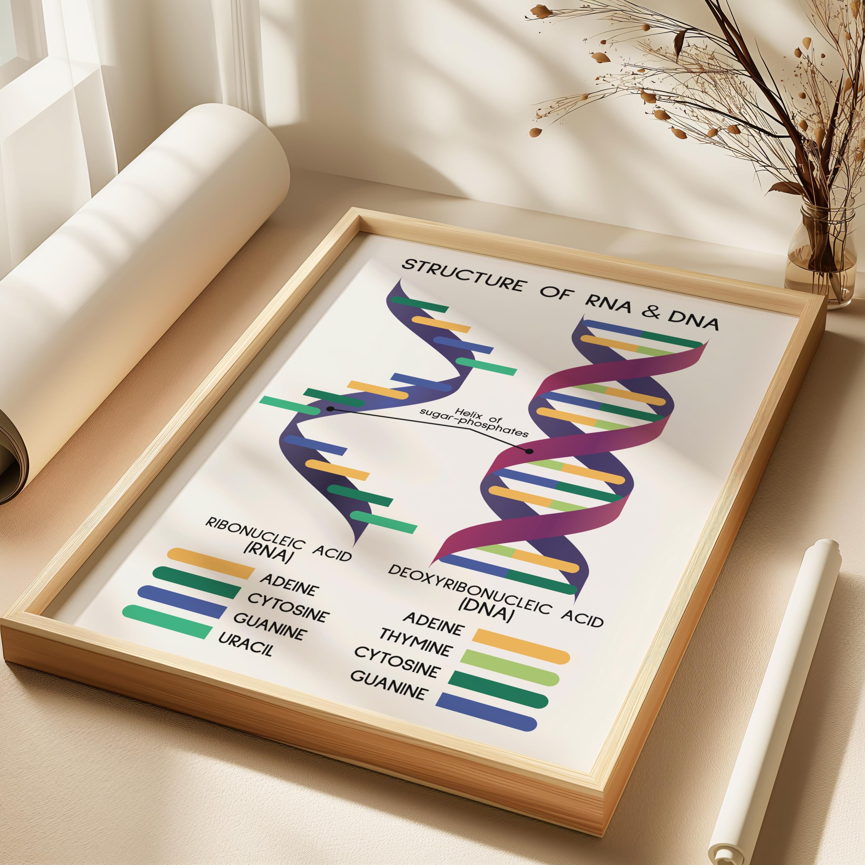 RNA and DNA POSTER, Structure of Dna and Rna, Biology Art Print, Medical Poster, Biology ...
