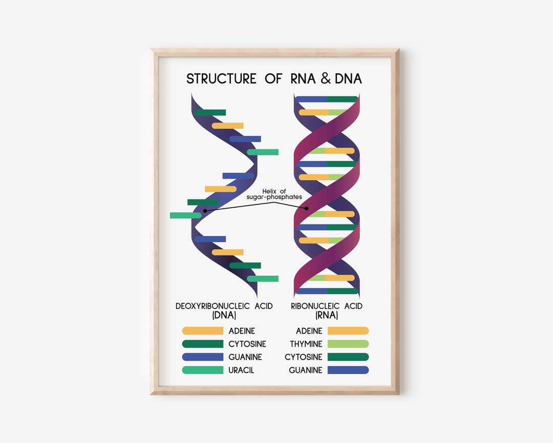 RNA and DNA POSTER, Structure of Dna and Rna, Biology Art Print ...