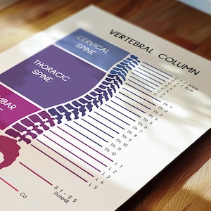 SPINE POSTER, Spinal Column, Human Spine, Anatomy Art, Vertebral Column ...
