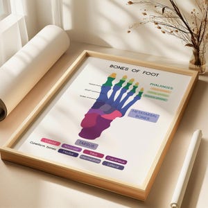 FOOT BONES POSTER, Bones of Foot, Human Anatomy, Learning Anatomy ...