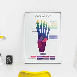 FOOT BONES POSTER Bones of Foot Human Anatomy Learning - Etsy