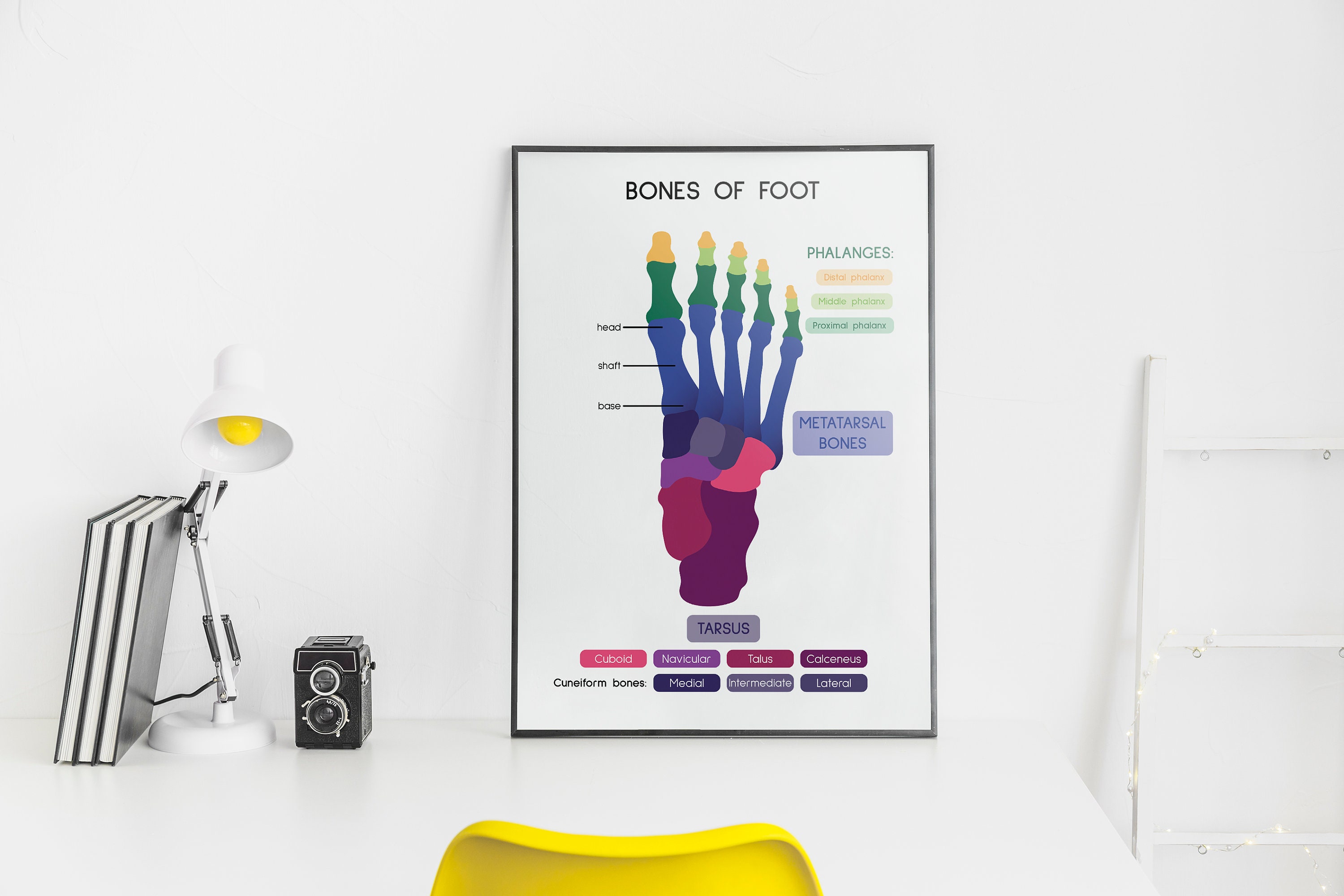 FOOT BONES POSTER, Bones of Foot, Human Anatomy, Learning Anatomy ...