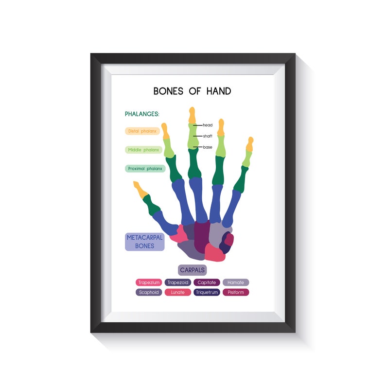 HAND BONES POSTER Bones of hand Human Anatomy Learning | Etsy