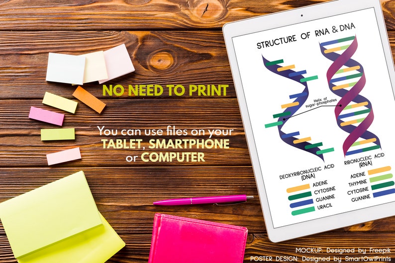 RNA and DNA POSTER, Structure of Dna and Rna, Biology Art Print ...