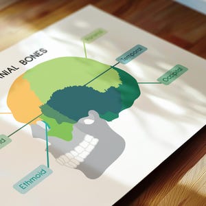 SKULL POSTER, Cranial Bones, Green, Human Anatomyt, Learning Anatomy ...