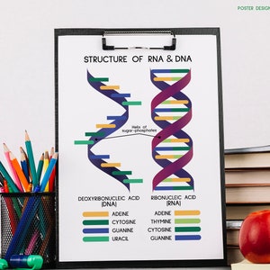 RNA and DNA POSTER, Structure of Dna and Rna, Biology Art Print ...