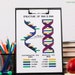 RNA and DNA POSTER, Structure of Dna and Rna, Biology Art Print ...