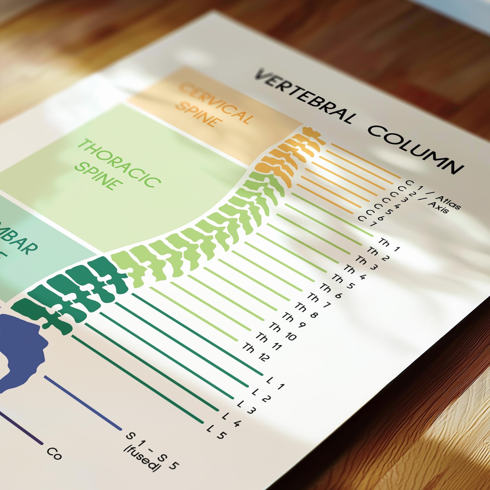 SPINE POSTER, Spinal Column, Human Spine, Anatomy Art, Vertebral Column ...