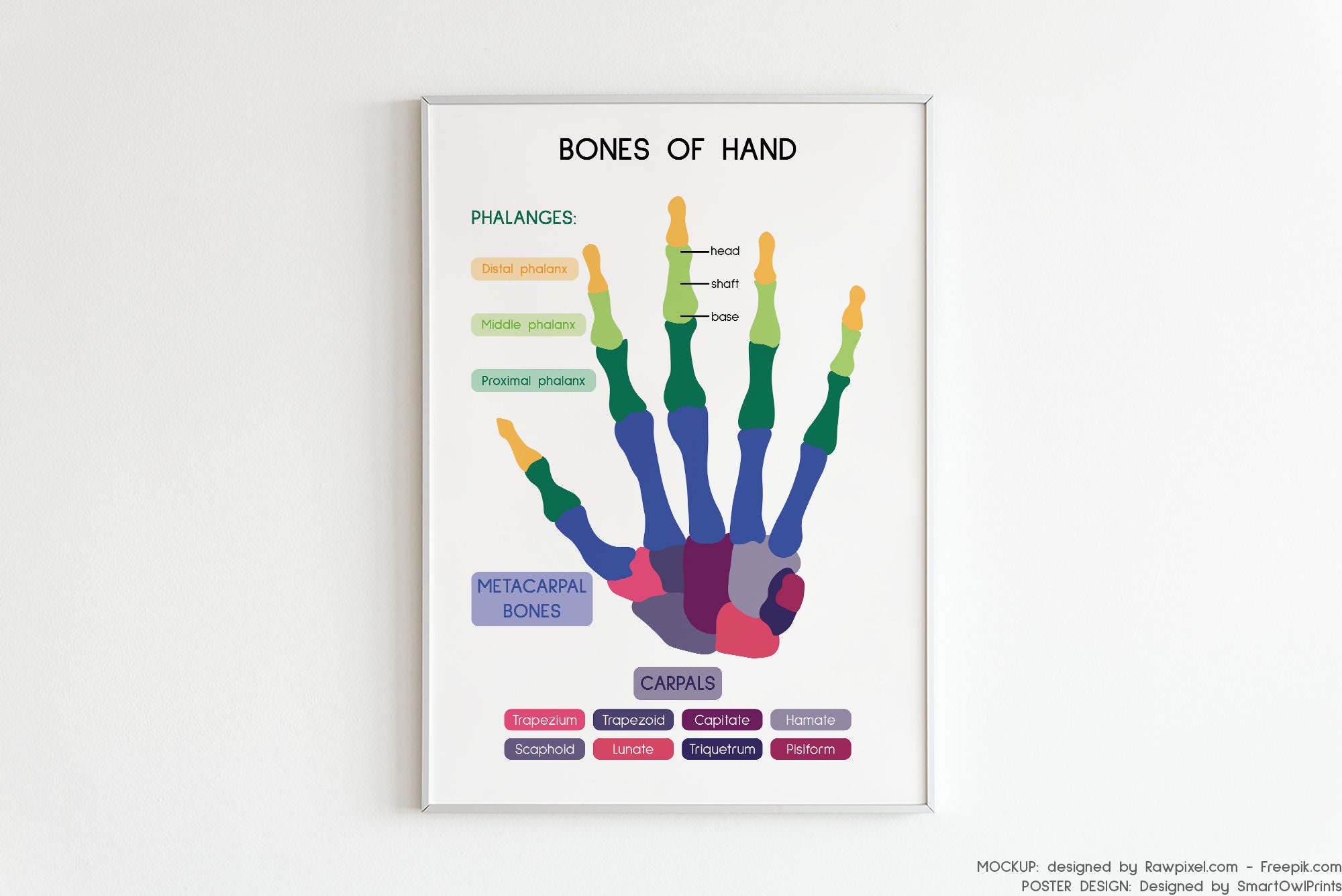 FOOT and HAND BONES Set of 2 Posters, Human Anatomy, Learning Anatomy ...