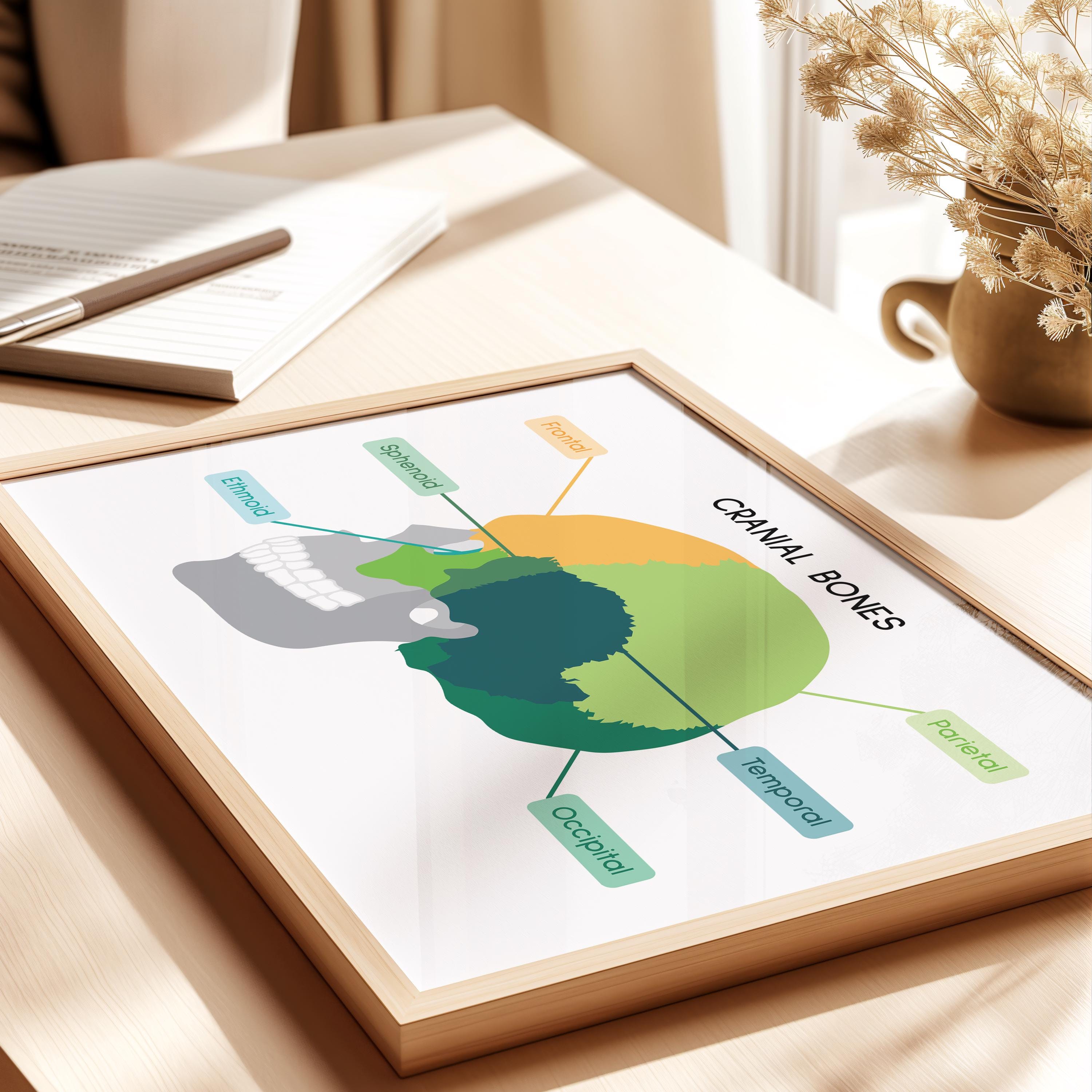 SKULL POSTER, Cranial Bones, Green, Human Anatomyt, Learning Anatomy ...