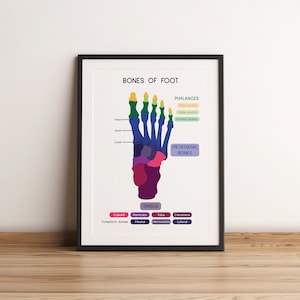 FOOT BONES POSTER Bones of Foot Human Anatomy Learning - Etsy