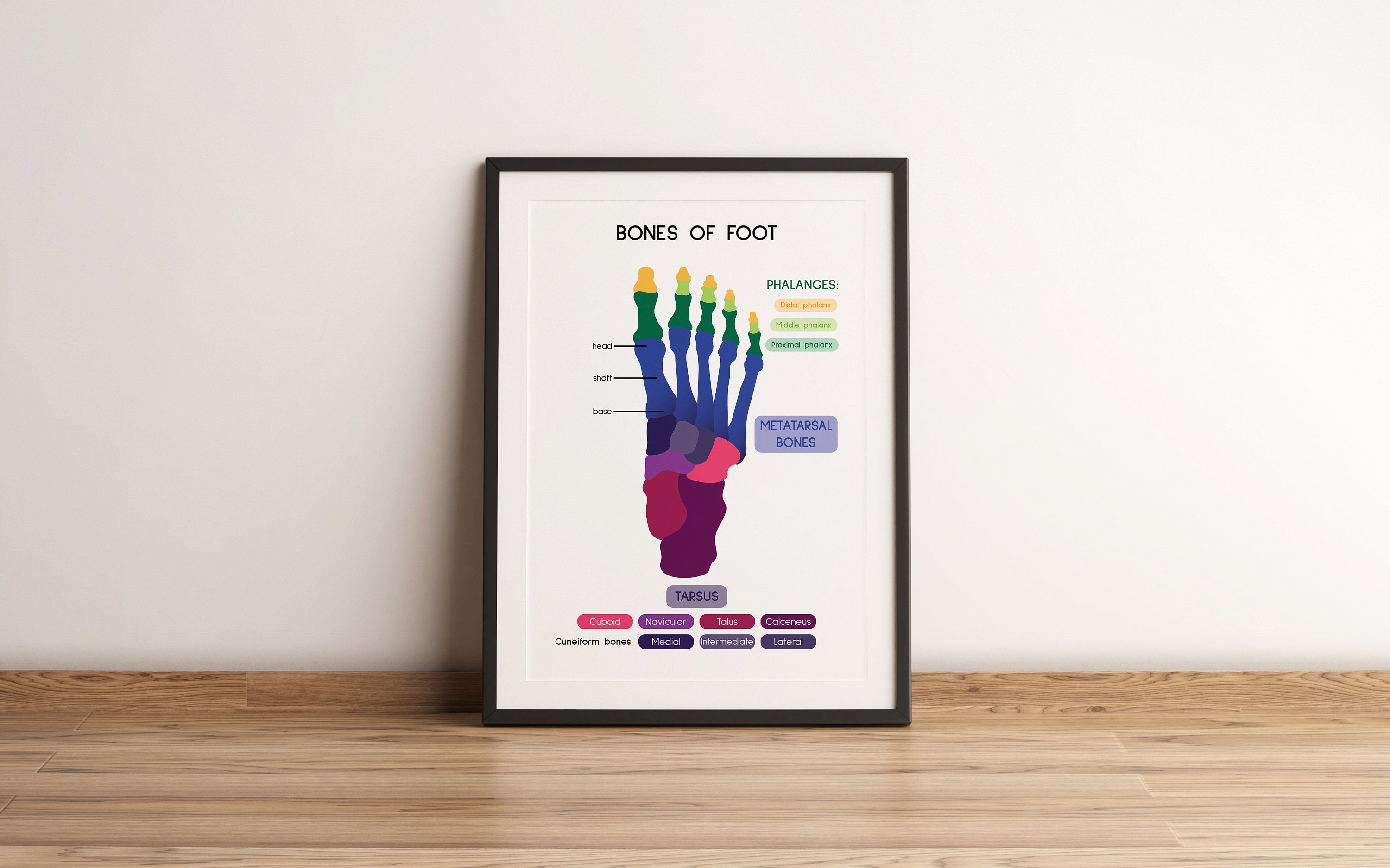 FOOT BONES POSTER, Bones of Foot, Human Anatomy, Learning Anatomy ...
