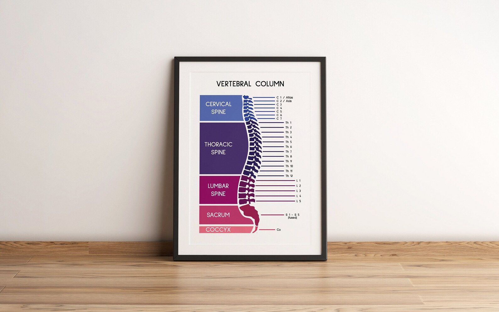 SPINE POSTER, Spinal Column, Human Spine, Anatomy Art, Vertebral Column ...