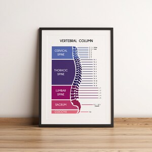 SPINE POSTER, Spinal Column, Human Spine, Anatomy Art, Vertebral Column ...