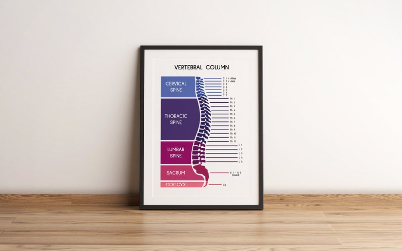 SPINE POSTER, Spinal Column, Human Spine, Anatomy Art, Vertebral Column ...