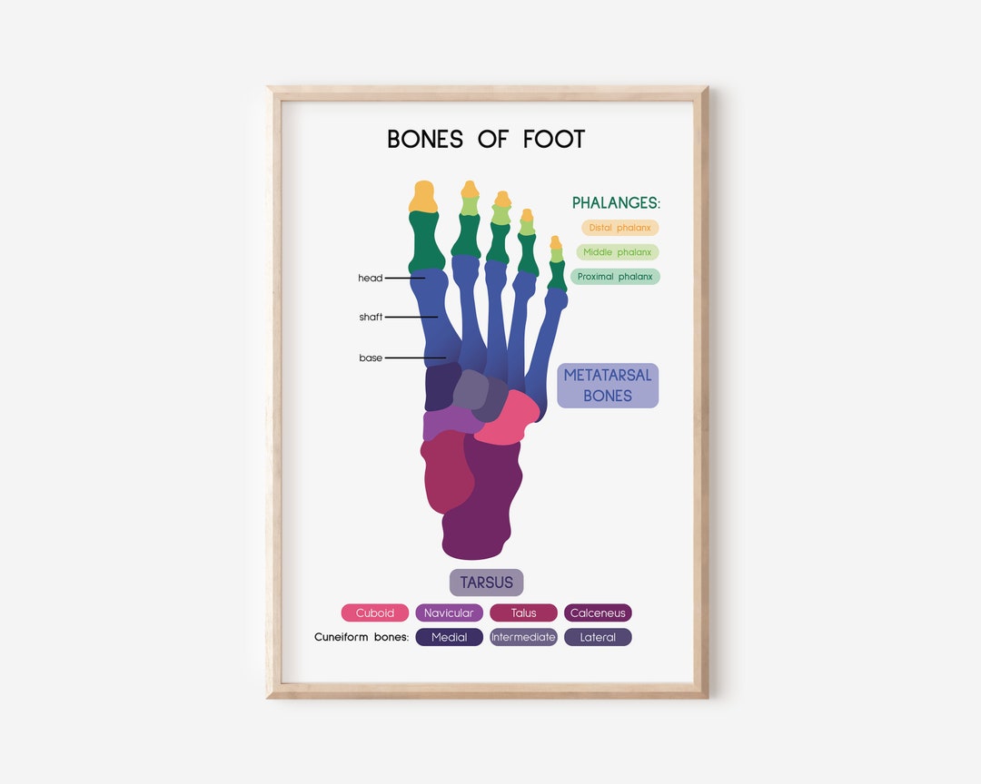 FOOT BONES POSTER, Bones of Foot, Human Anatomy, Learning Anatomy ...