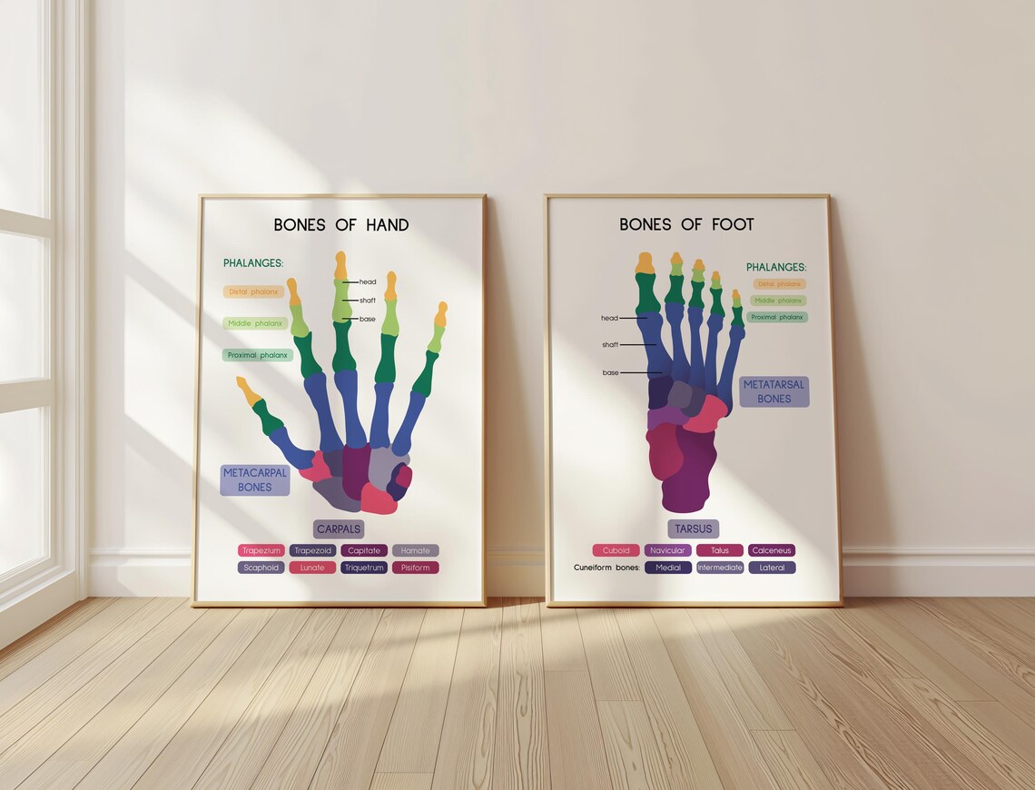 FOOT and HAND BONES - Set of 2 Posters, Human Anatomy, Learning Anatomy ...