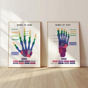 FOOT and HAND BONES - Set of 2 Posters, Human Anatomy, Learning Anatomy ...
