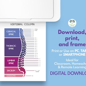 SPINE POSTER, Spinal Column, Human Spine, Anatomy Art, Vertebral Column ...