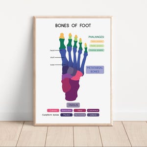 FOOT BONES POSTER, Bones of Foot, Human Anatomy, Learning Anatomy ...