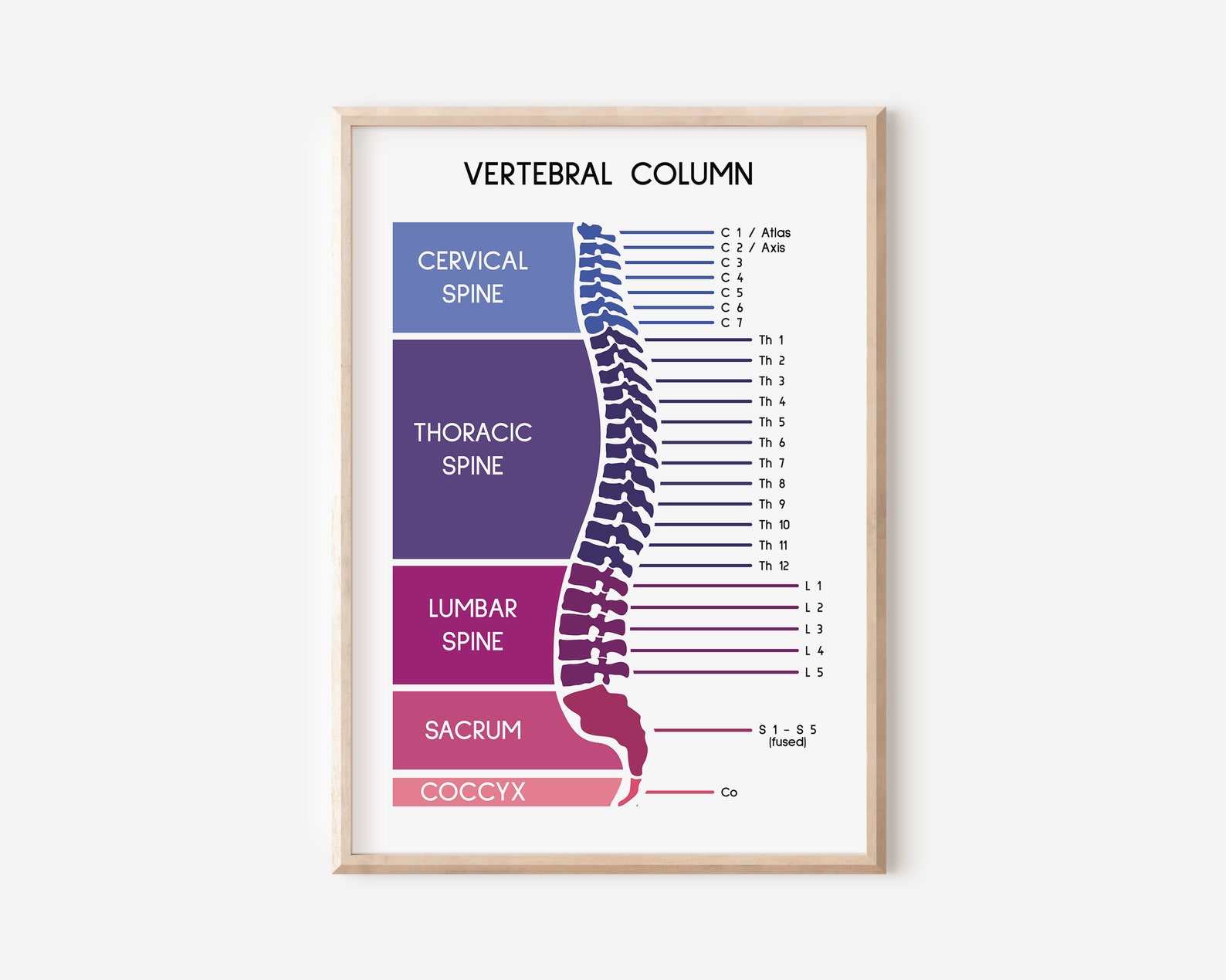 SPINE POSTER, Spinal Column, Human Spine, Anatomy Art, Vertebral Column ...