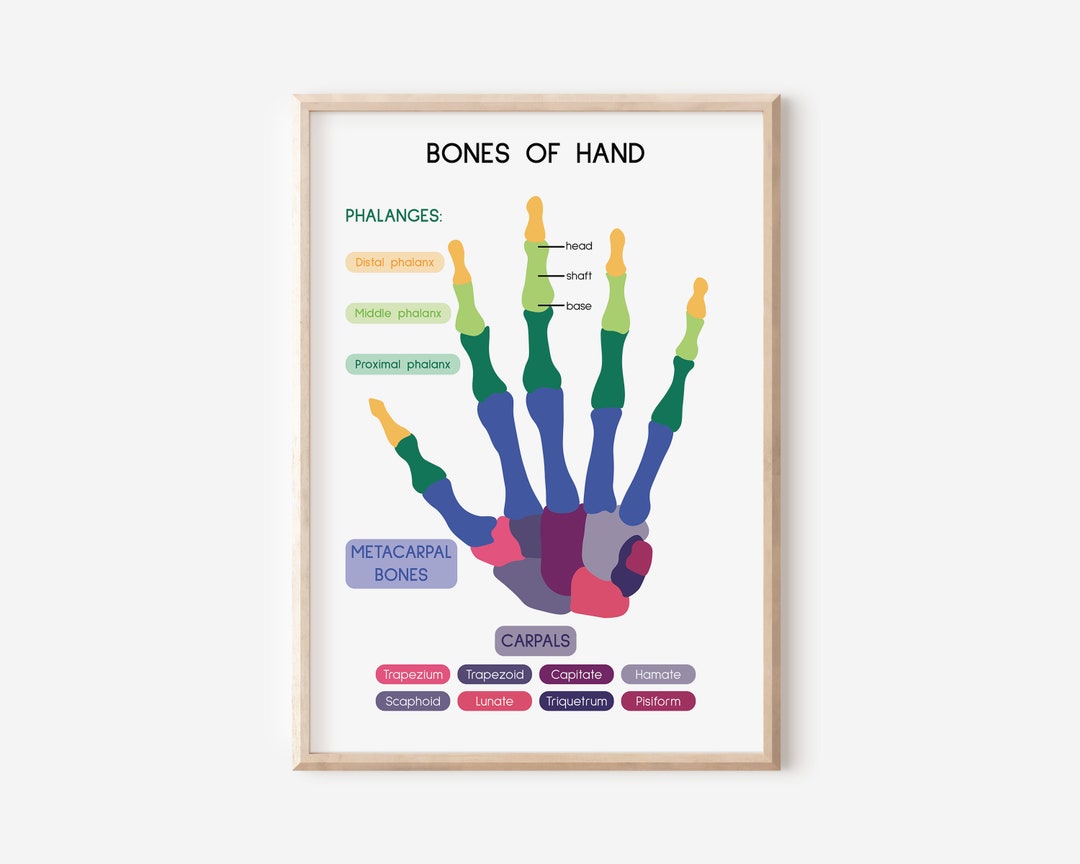 HAND BONES POSTER, Bones of Hand, Human Anatomy, Learning Anatomy ...