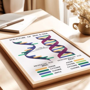 RNA and DNA POSTER, Structure of Dna and Rna, Biology Art Print ...