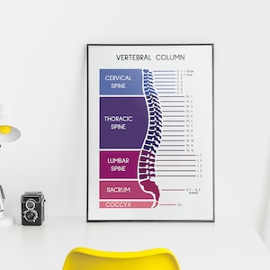 SPINE POSTER, Spinal Column, Human Spine, Anatomy Art, Vertebral Column ...