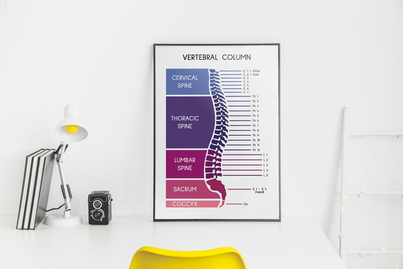 SPINE POSTER, Spinal Column, Human Spine, Anatomy Art, Vertebral Column ...