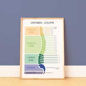 SPINE POSTER, Spinal Column, Human Spine, Anatomy Art, Vertebral Column ...