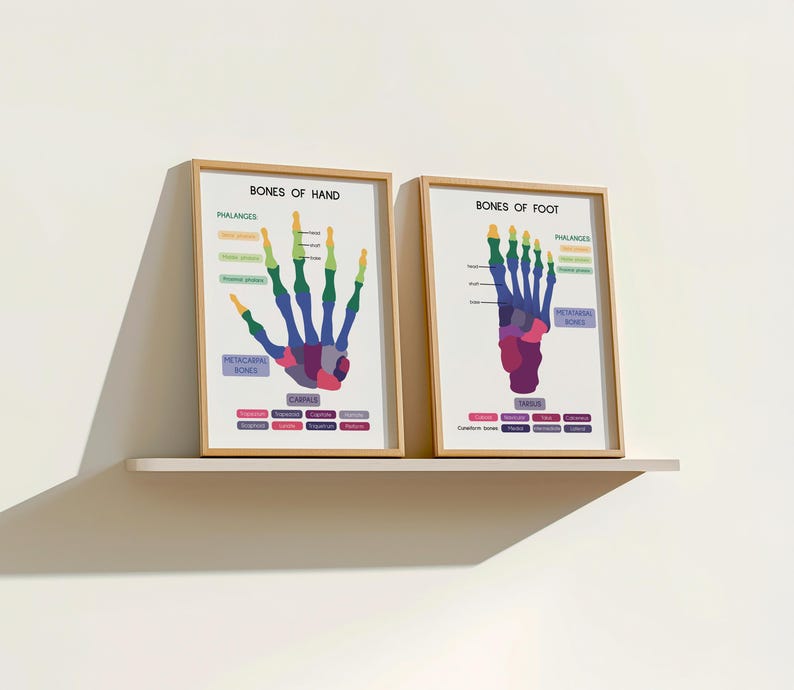 FOOT and HAND BONES - Set of 2 Posters, Human Anatomy, Learning Anatomy ...