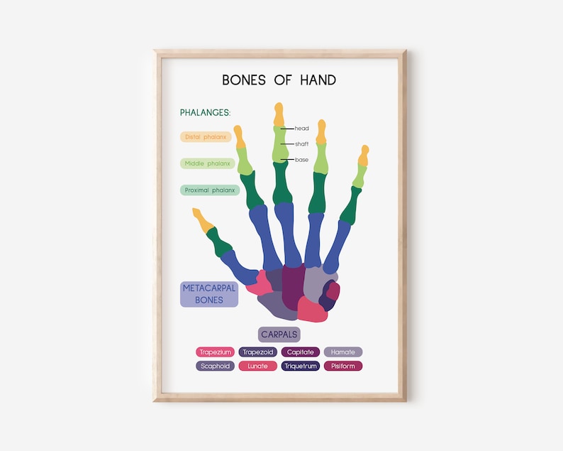 FOOT and HAND BONES - Set of 2 Posters, Human Anatomy, Learning Anatomy ...