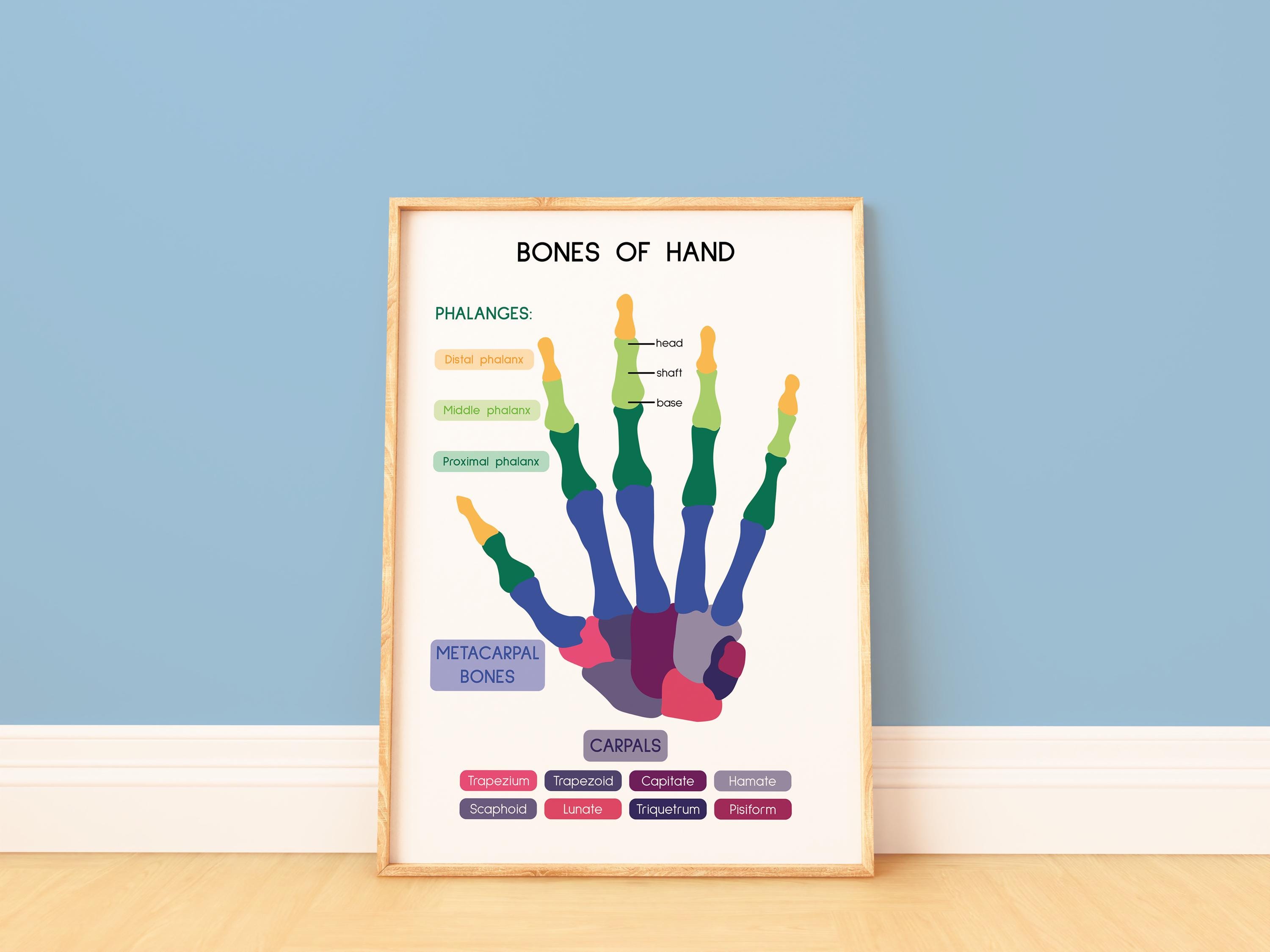 HAND BONES POSTER, Bones of Hand, Human Anatomy, Learning Anatomy ...