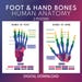 FOOT and HAND BONES - Set of 2 Posters, Human Anatomy, Learning Anatomy ...