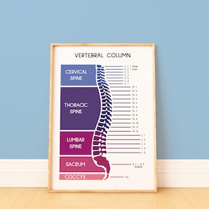 SPINE POSTER, Spinal Column, Human Spine, Anatomy Art, Vertebral Column ...