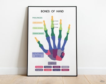 Hand Biology Poster | Etsy