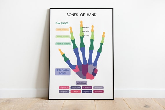 HAND BONES POSTER Bones of hand Human Anatomy Learning | Etsy